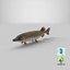 Pike Fish Swimming Pose 3D Model - TurboSquid 1584585