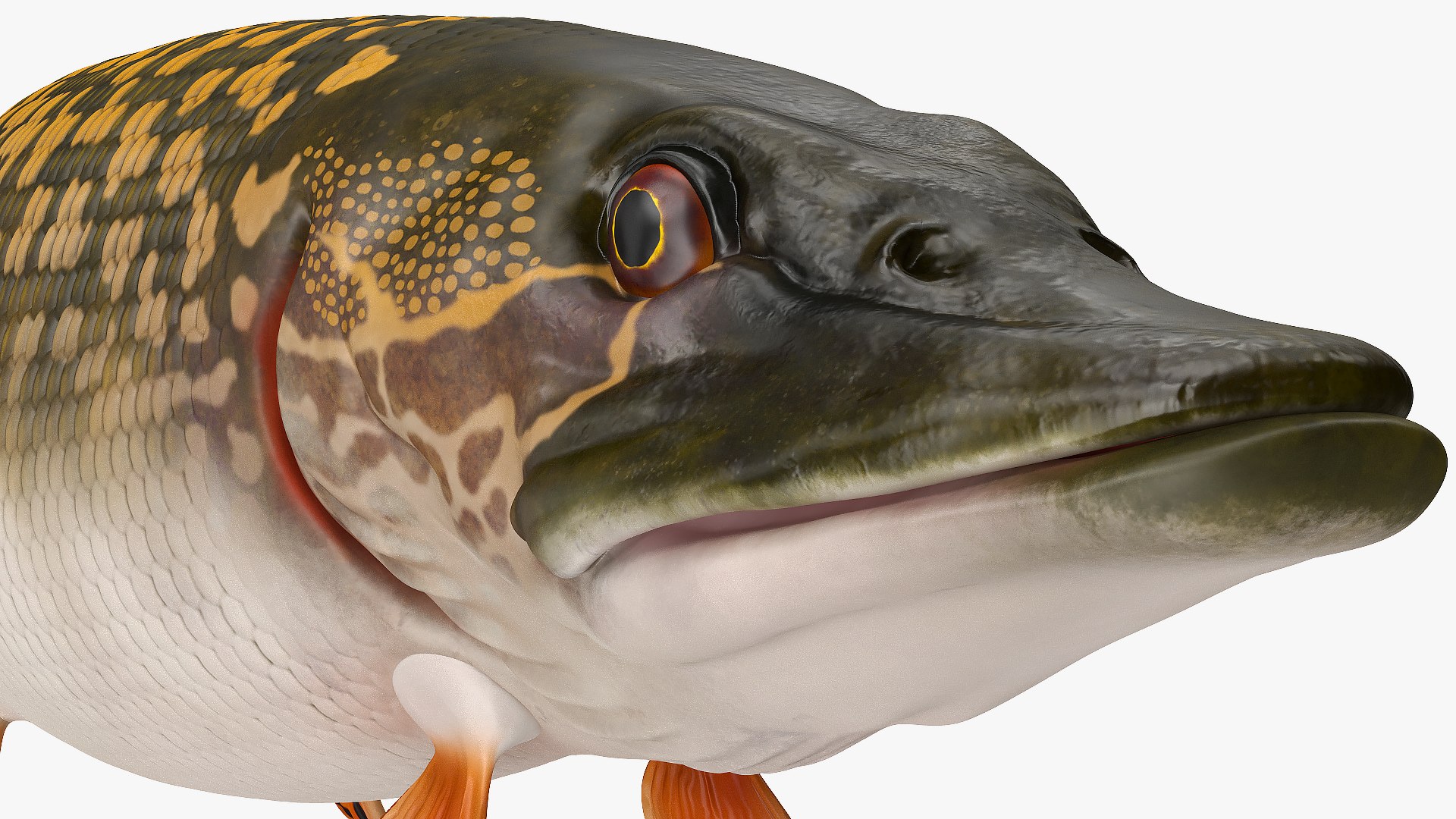 Pike fish swimming pose 3D model - TurboSquid 1584585