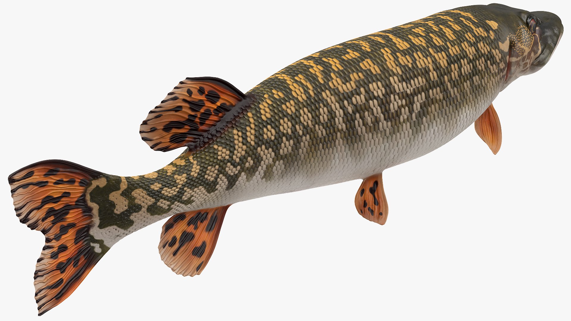 Pike Fish Swimming Pose 3D Model - TurboSquid 1584585