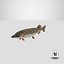 Pike Fish Swimming Pose 3D Model - TurboSquid 1584585