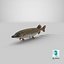 Pike Fish Swimming Pose 3D Model - TurboSquid 1584585