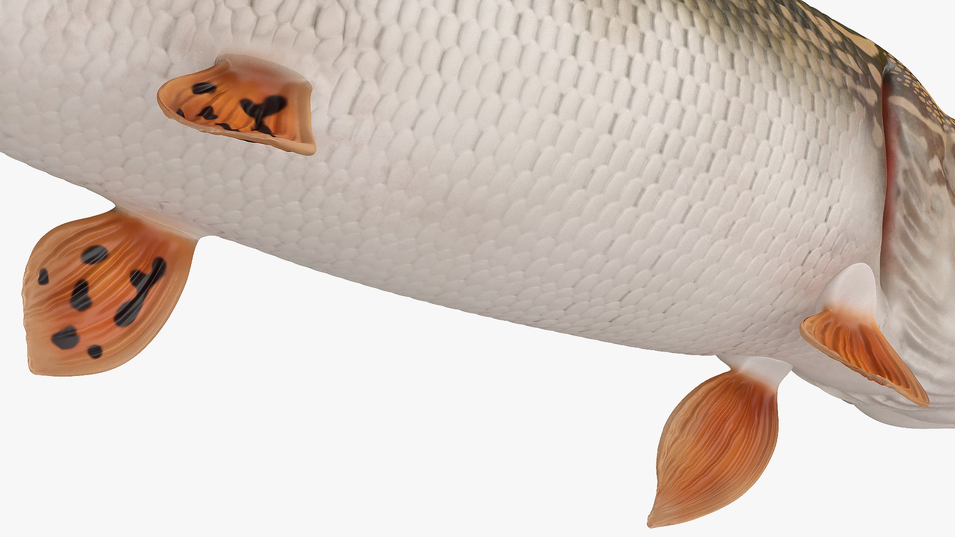 Pike Fish Swimming Pose 3D Model - TurboSquid 1584585