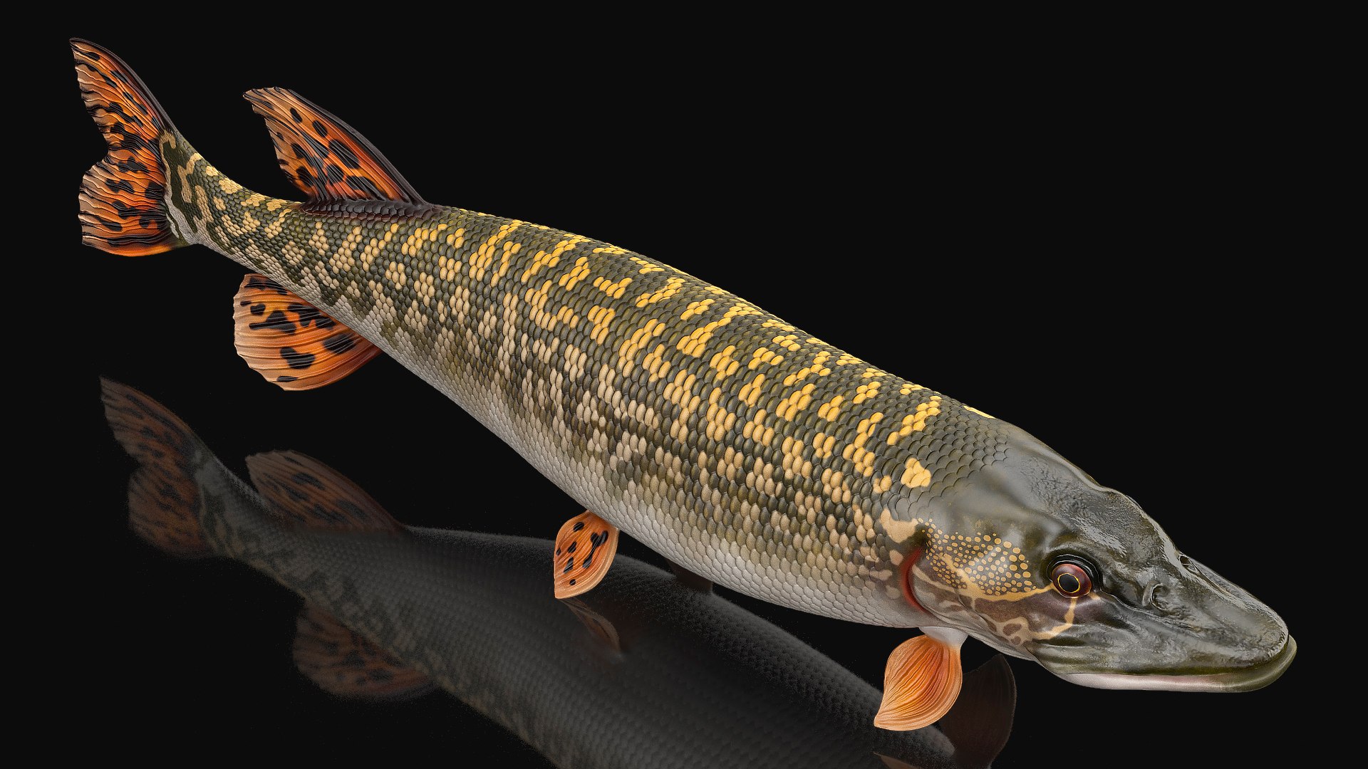Pike Fish Swimming Pose 3D Model - TurboSquid 1584585