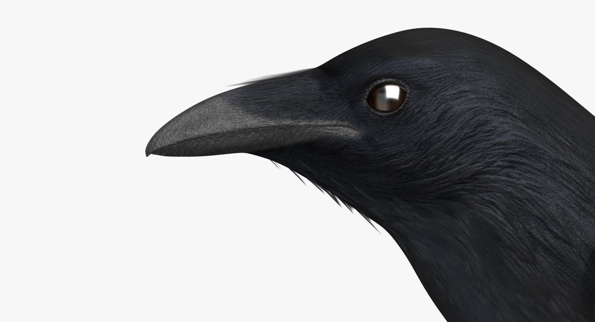 obj corvus cryptoleucus chihuahuan raven