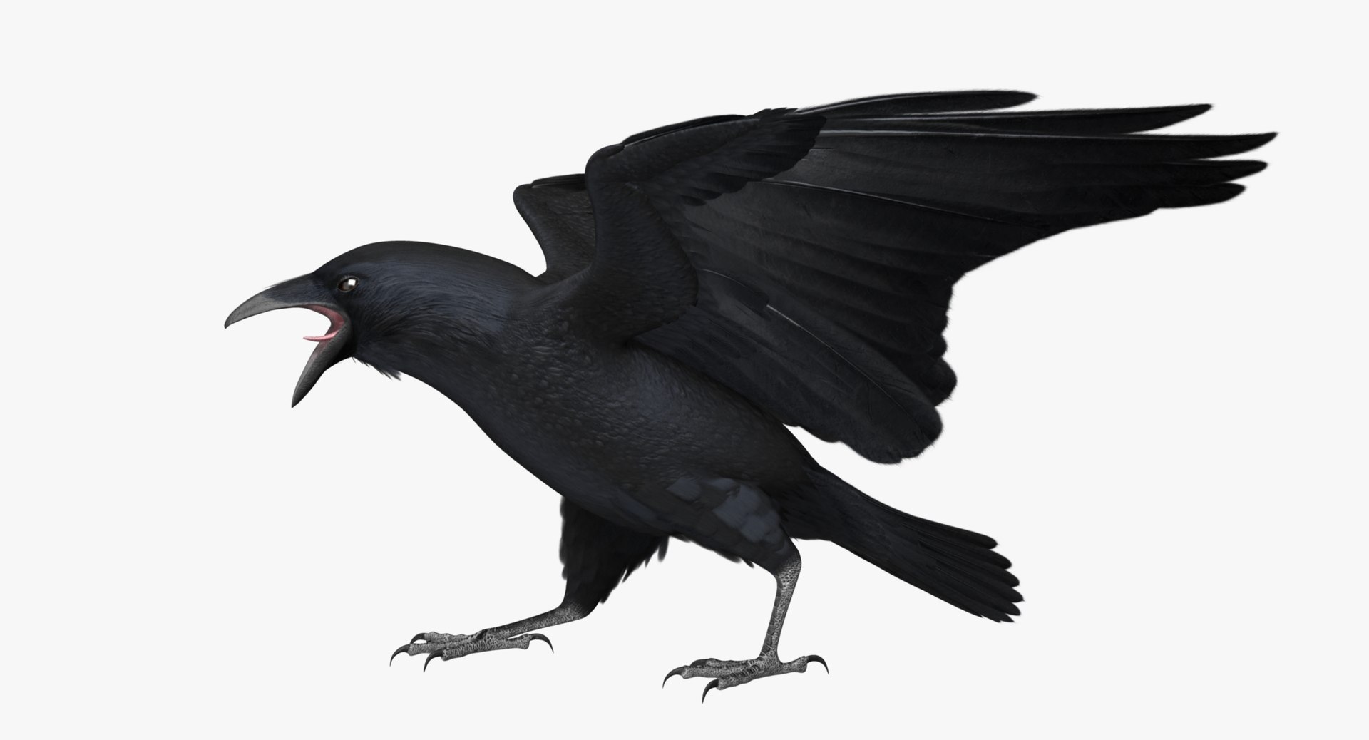 obj corvus cryptoleucus chihuahuan raven
