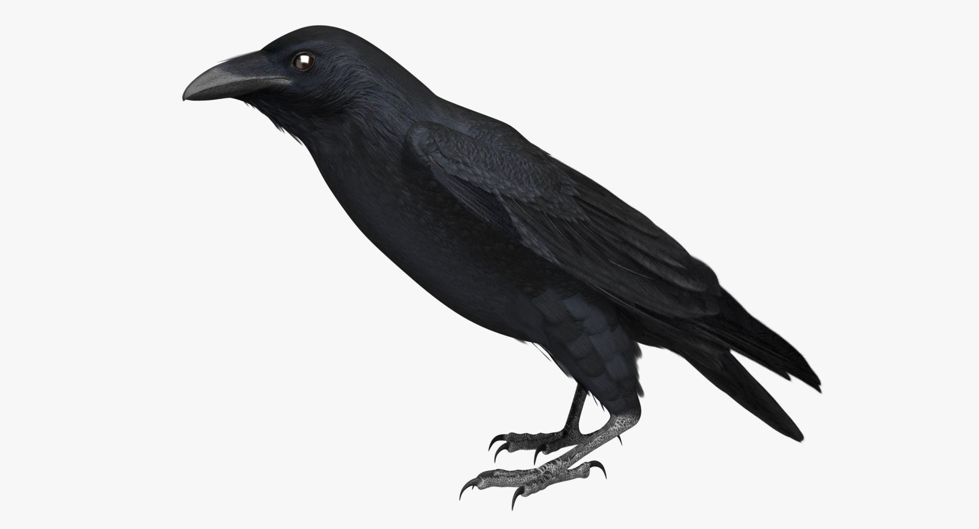obj corvus cryptoleucus chihuahuan raven
