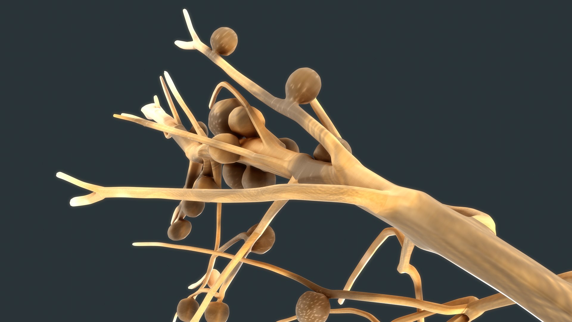 3D Root Nodules Model - TurboSquid 1791657