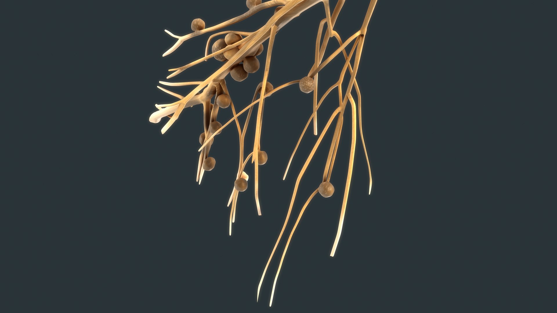3D Root Nodules Model - TurboSquid 1791657