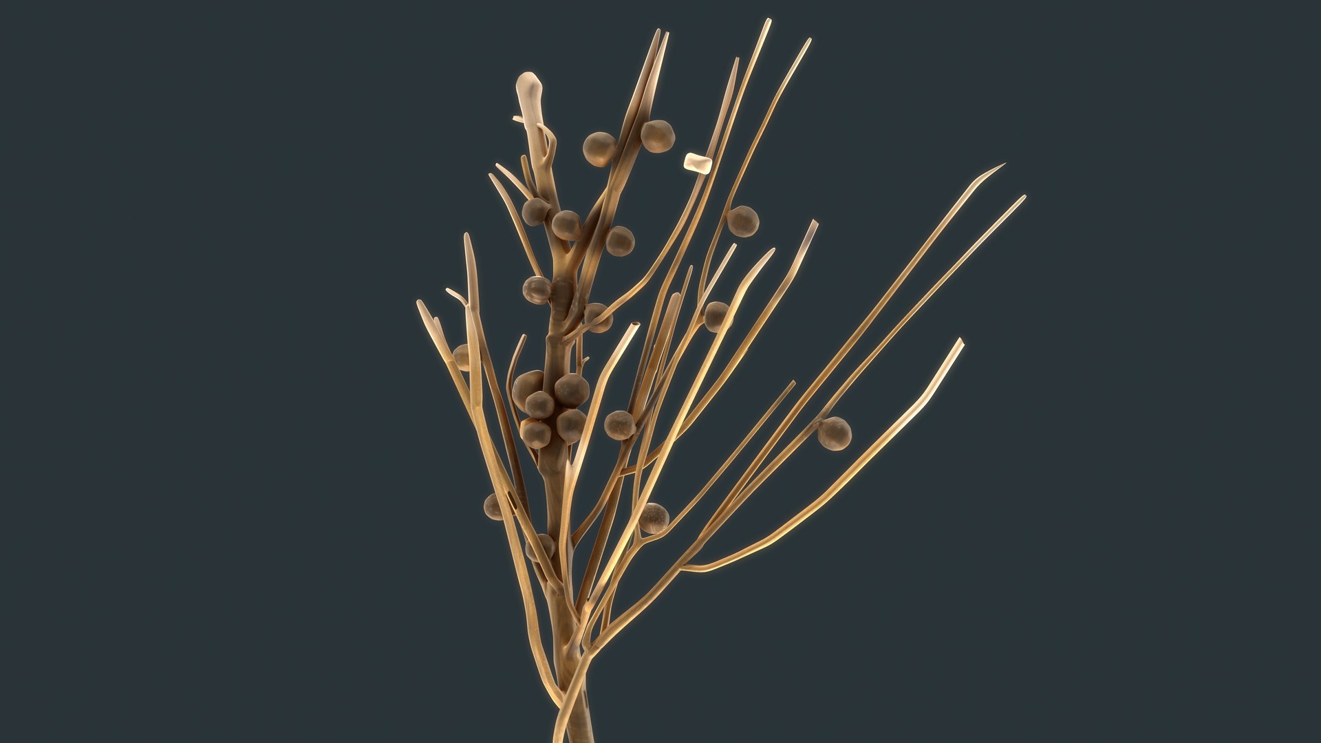 3D Root Nodules Model - TurboSquid 1791657