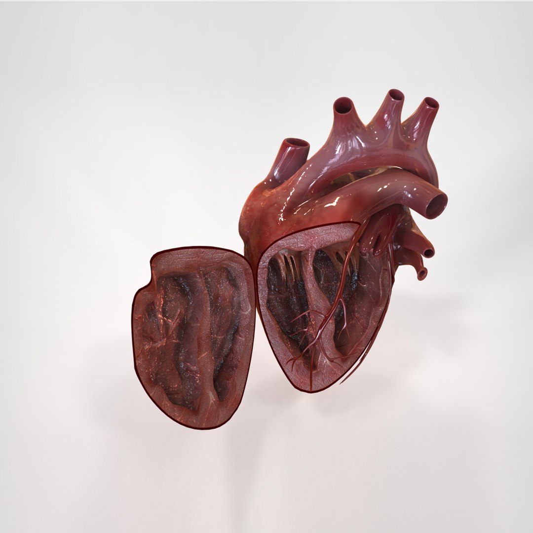 Human Heart Anatomy 3d Model