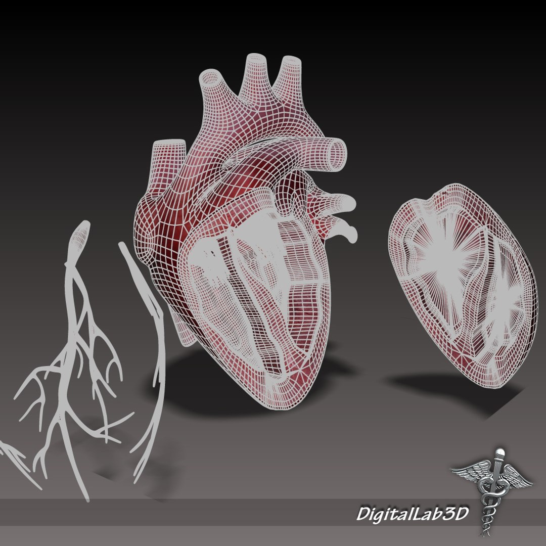 Human Heart Anatomy 3d Model