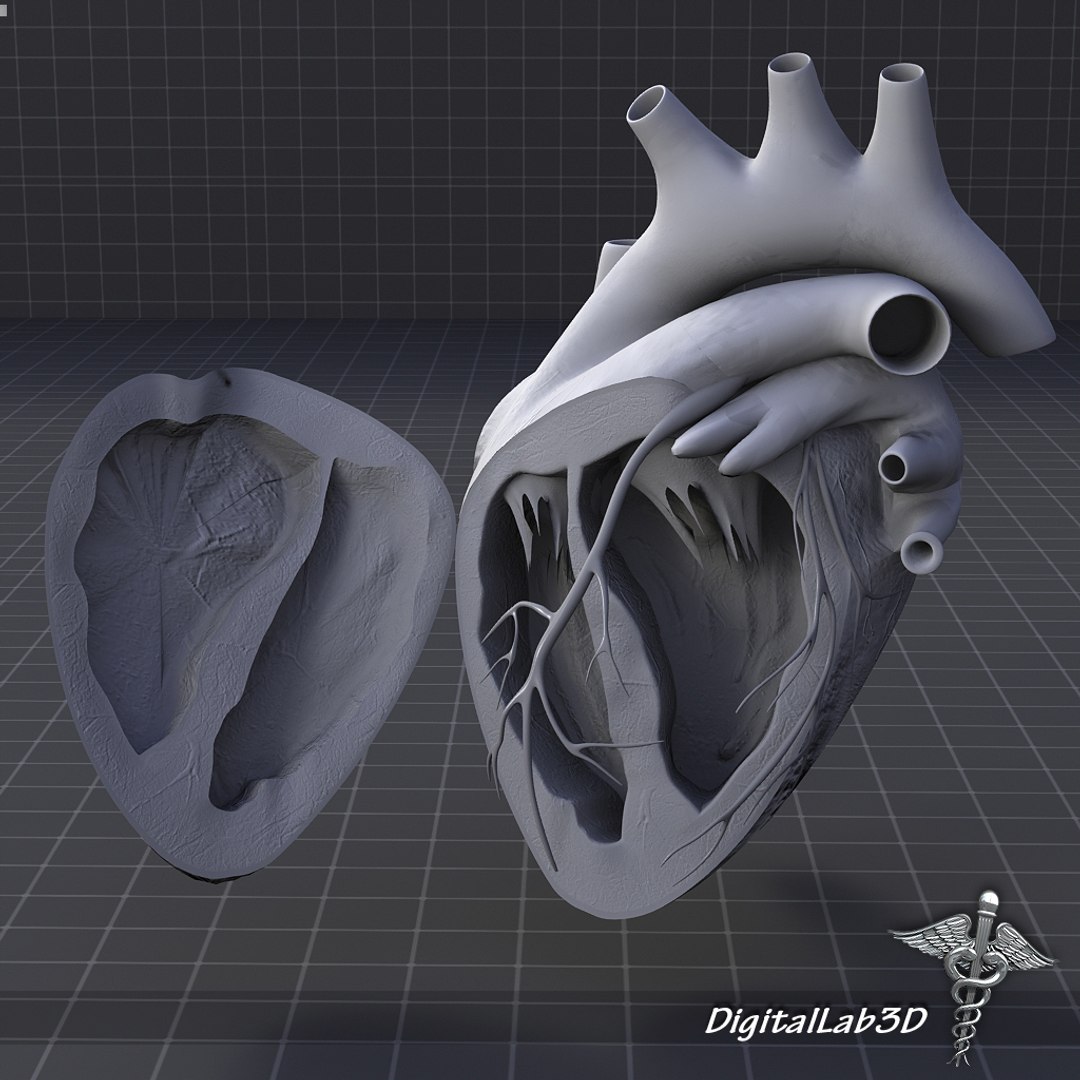 Human Heart Anatomy 3d Model