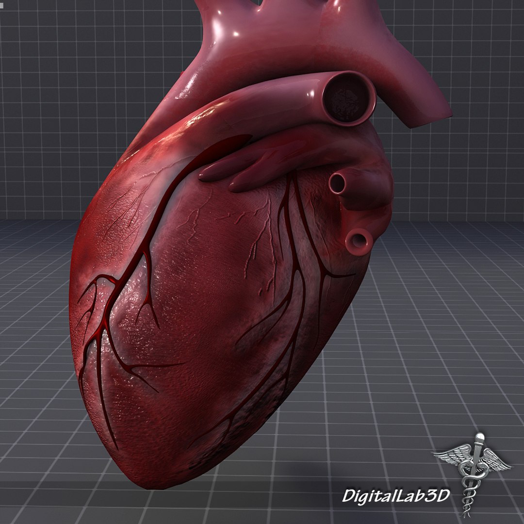 Human Heart Anatomy 3d Model
