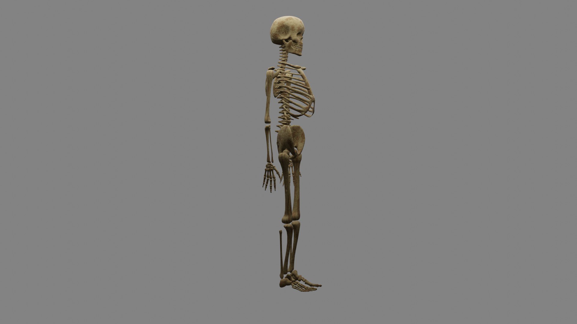 Skeleton Model - TurboSquid 2044665