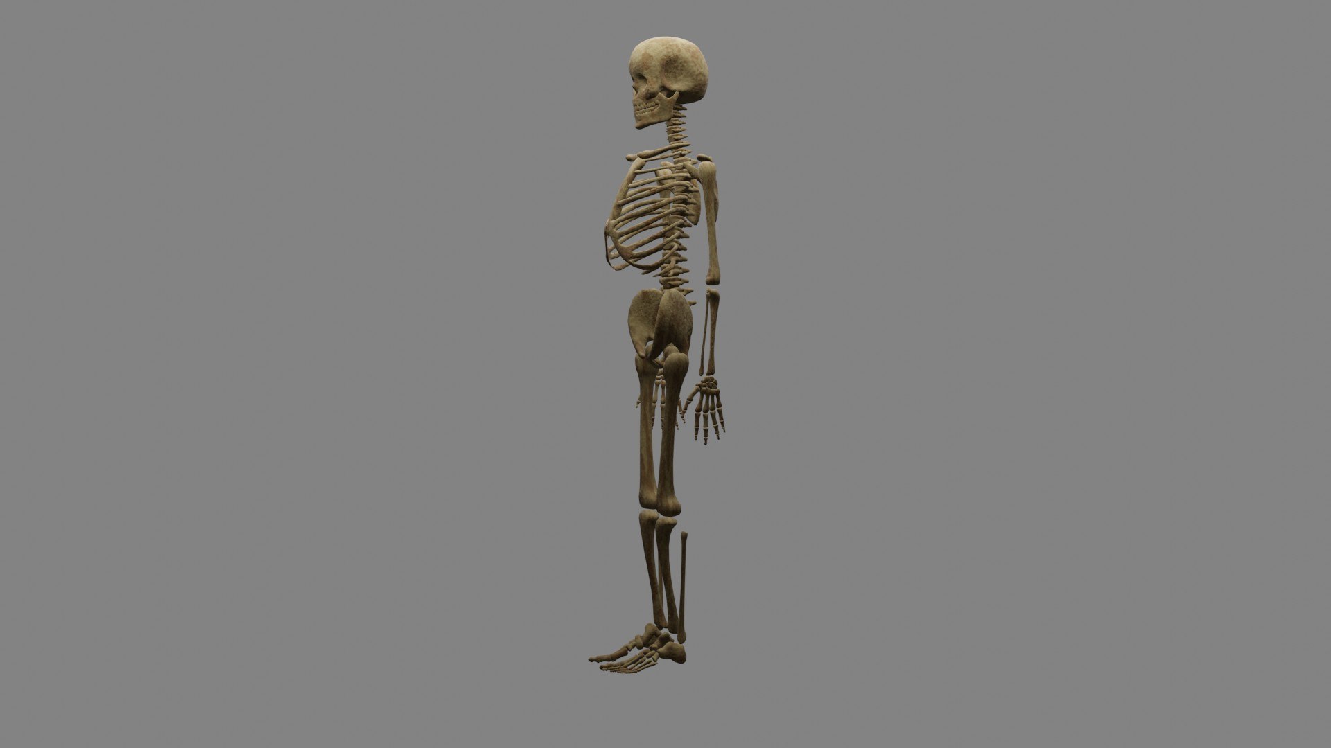 Skeleton Model - TurboSquid 2044665