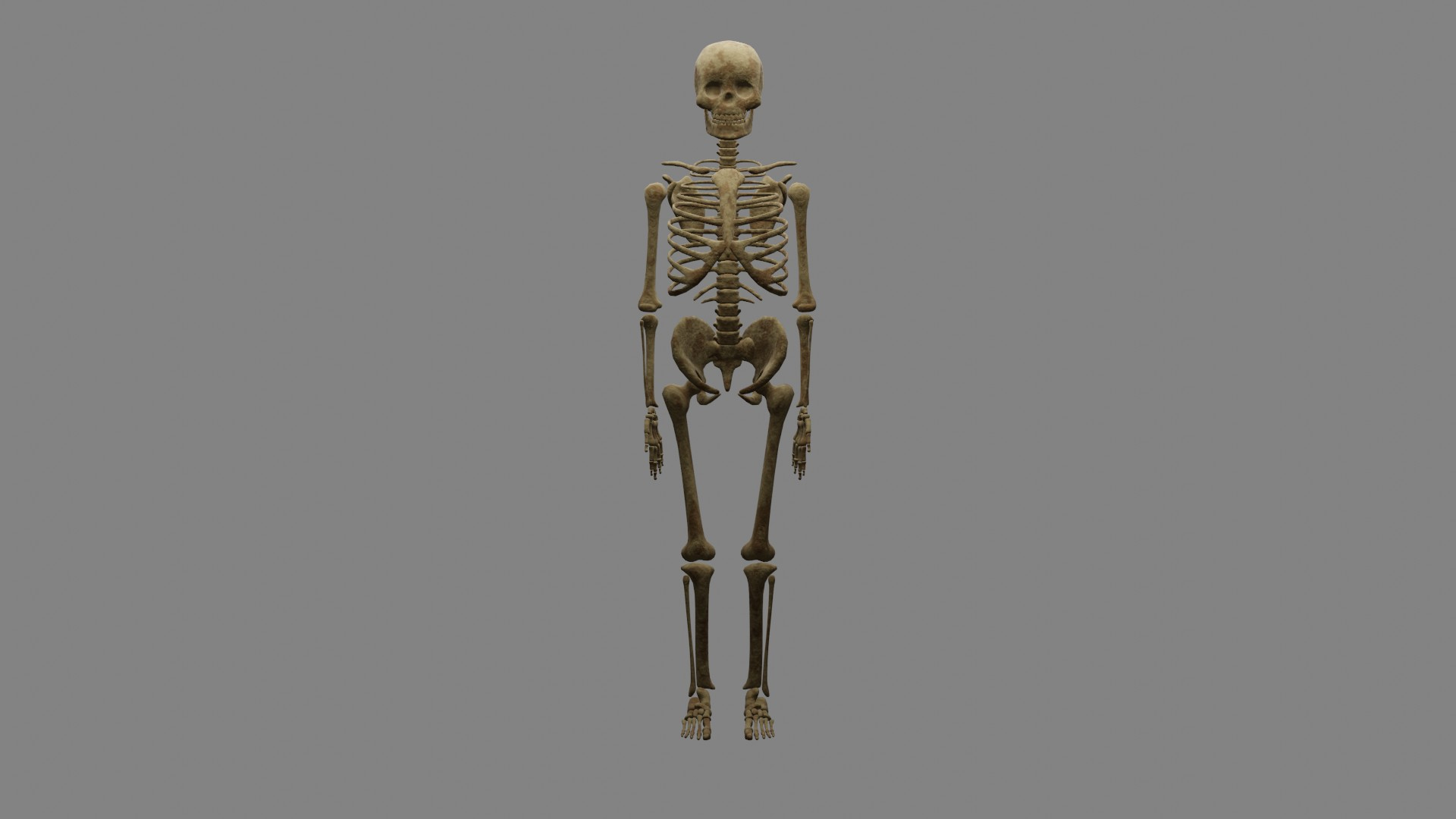 Skeleton Model - TurboSquid 2044665