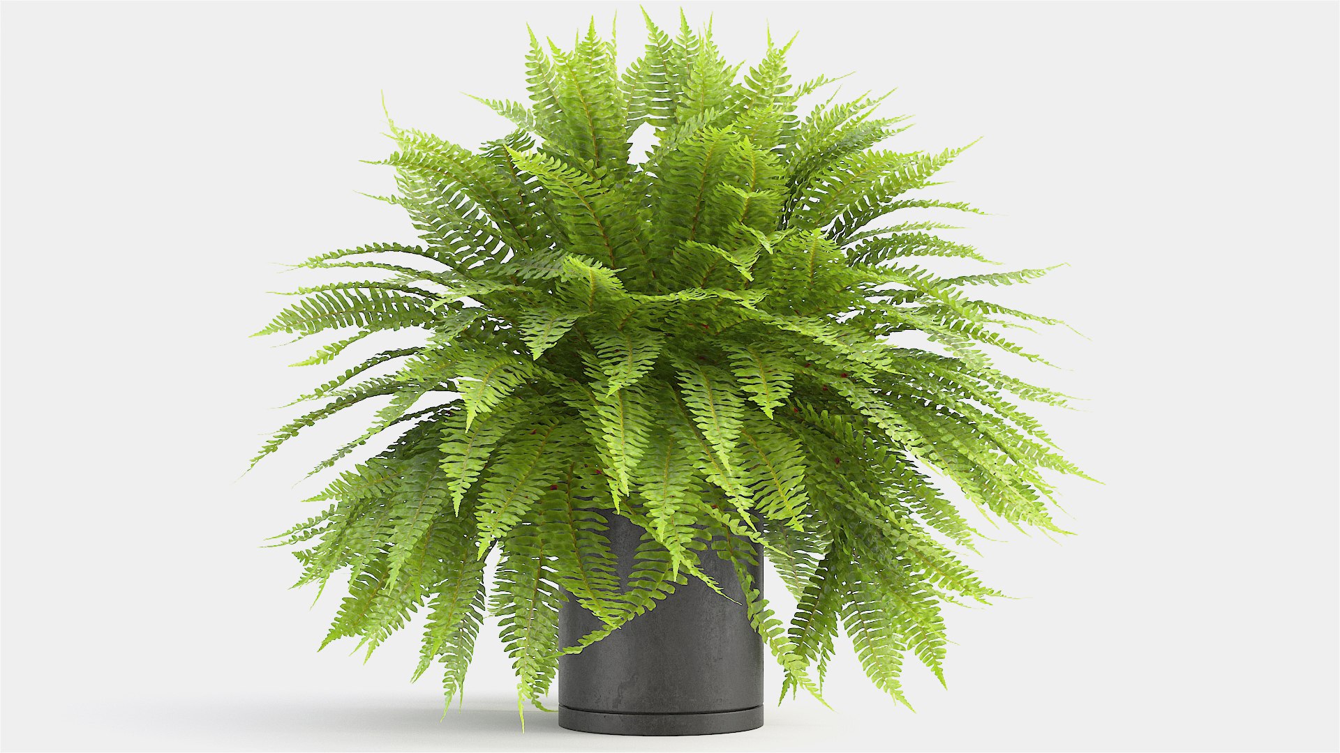 3D Sword Fern - TurboSquid 1517281
