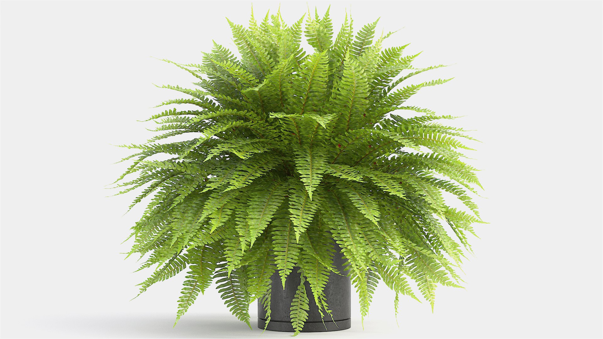 3D Sword Fern - TurboSquid 1517281