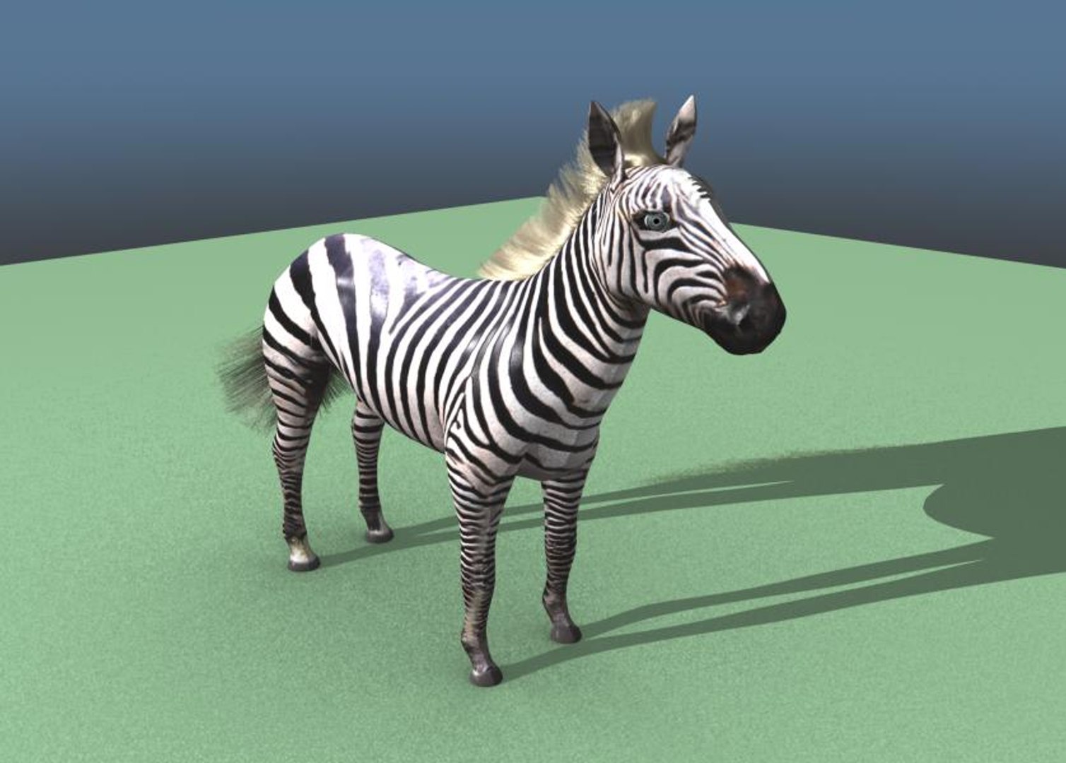 zebra 3d model