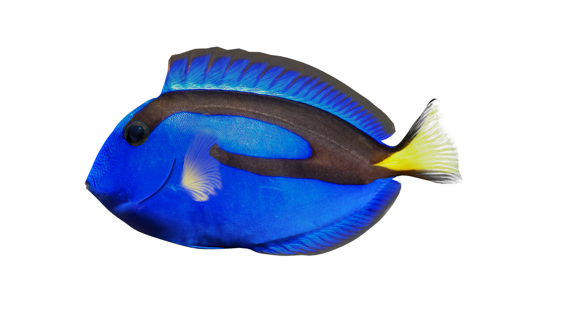 Rigging Fish Blue Tang 3D Model - TurboSquid 1647635