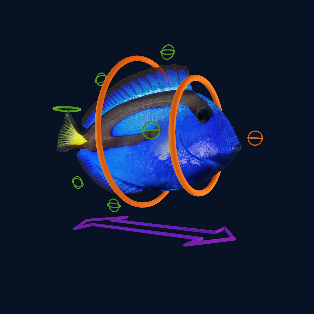 Rigging Fish Blue Tang 3D Model - TurboSquid 1647635