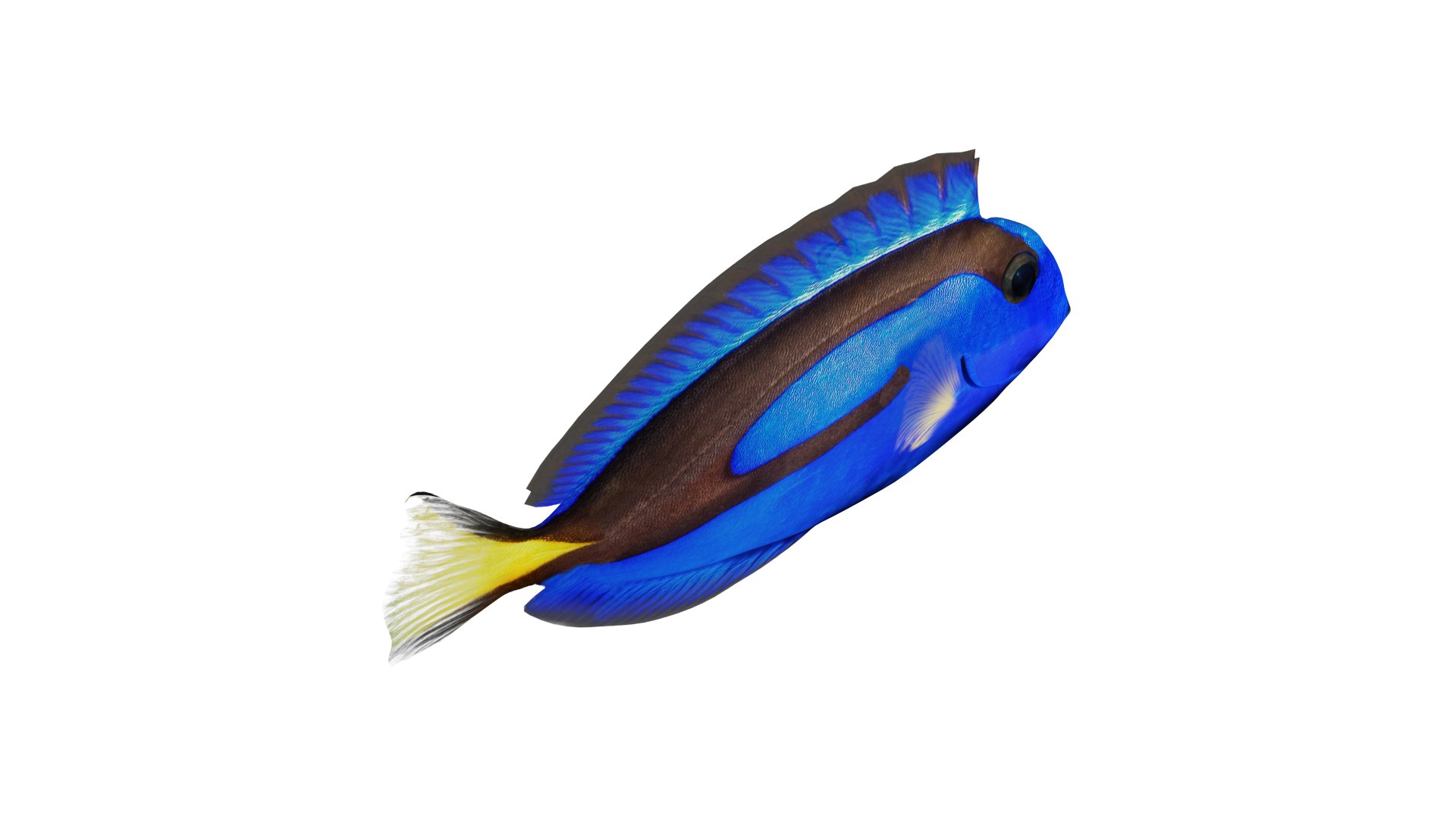 Rigging Fish Blue Tang 3D Model - TurboSquid 1647635