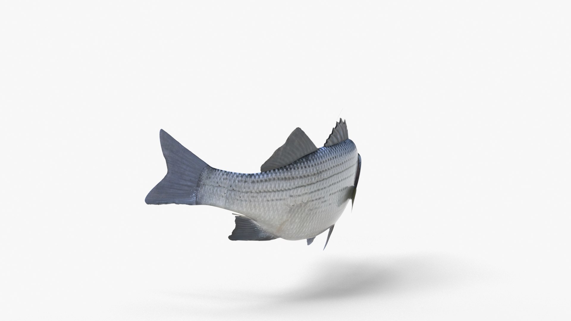 3D White Bass Model - TurboSquid 1512868