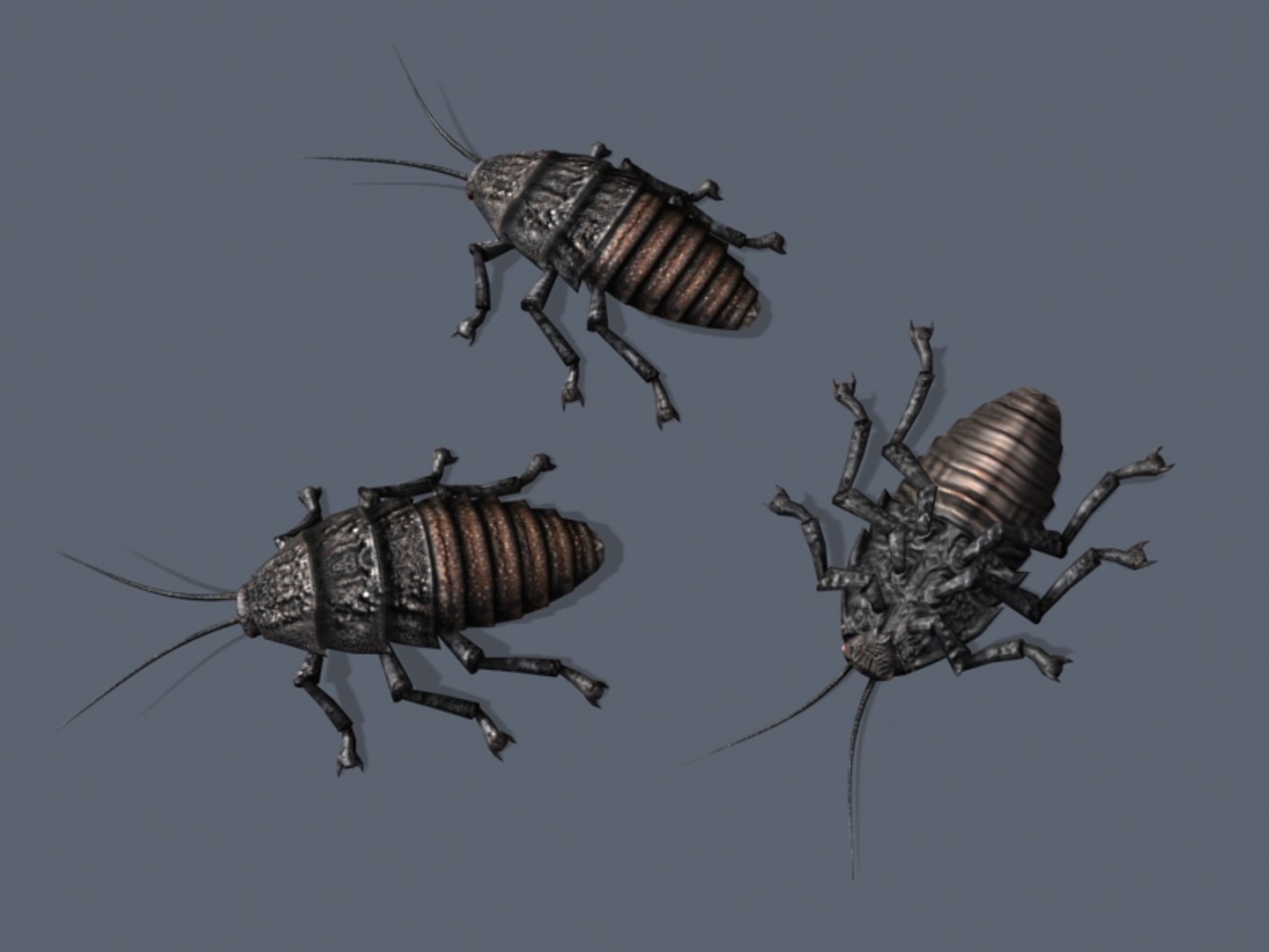 3d cockroach model