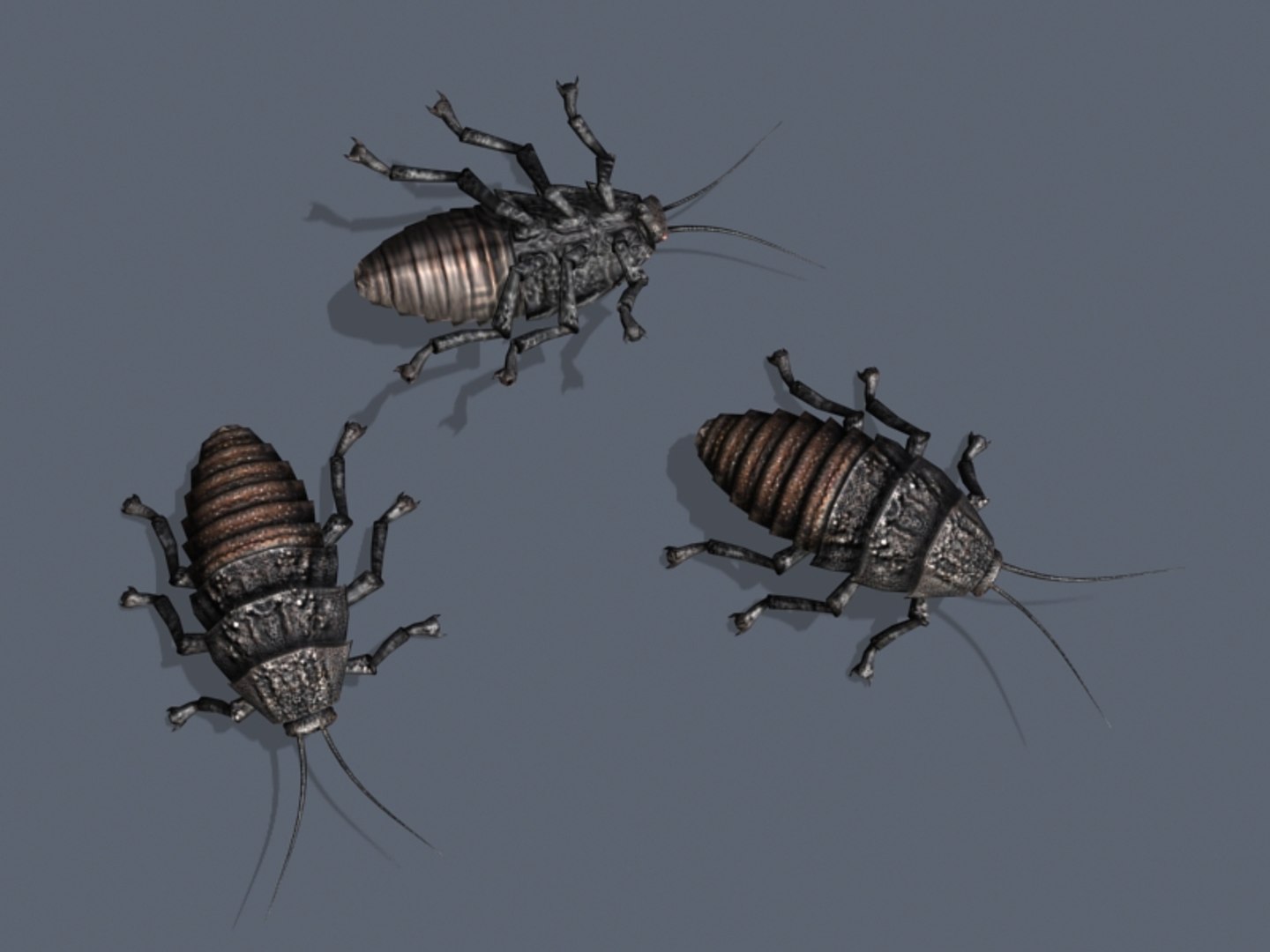 3d cockroach model