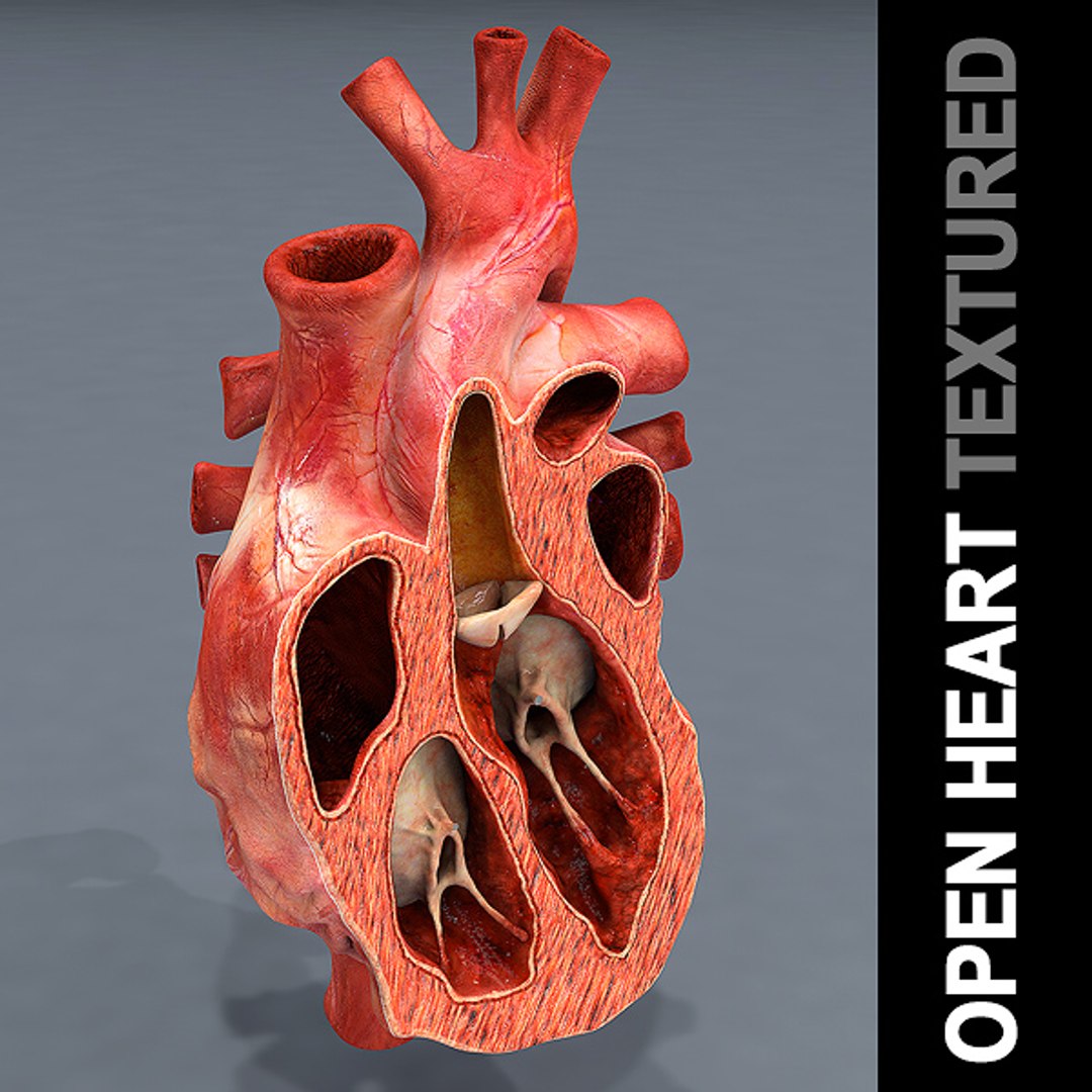 Open Heart 3D Model - TurboSquid 1408915