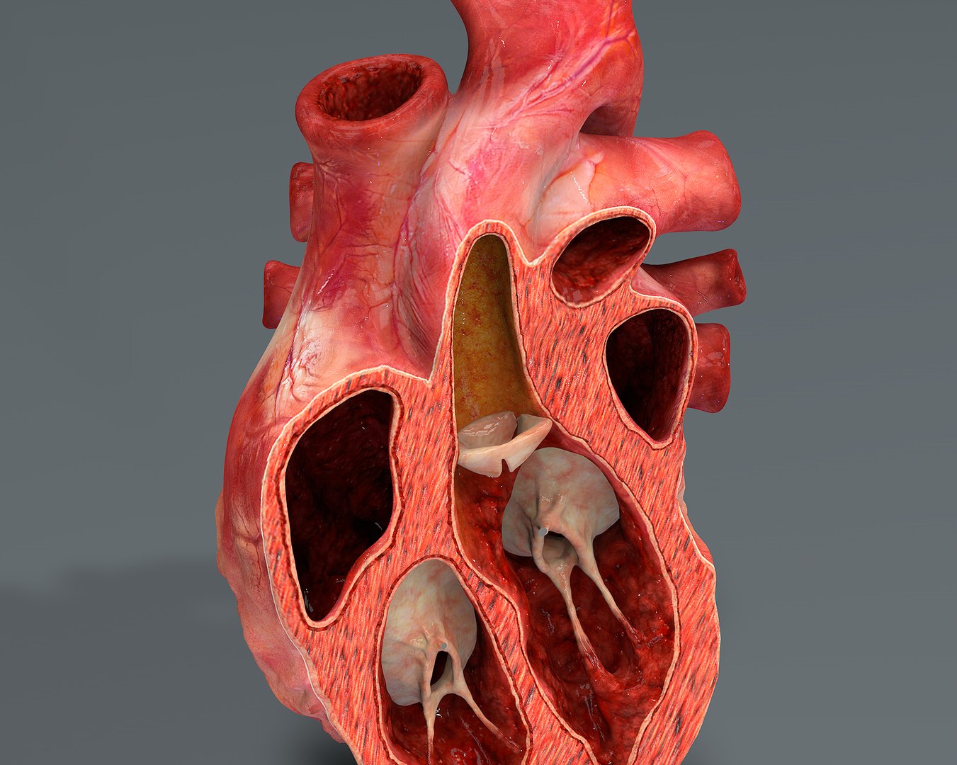 Open Heart 3D Model - TurboSquid 1408915
