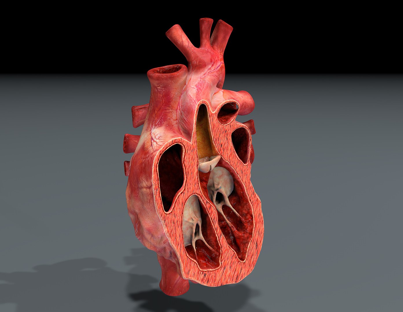 Open Heart 3D Model - TurboSquid 1408915