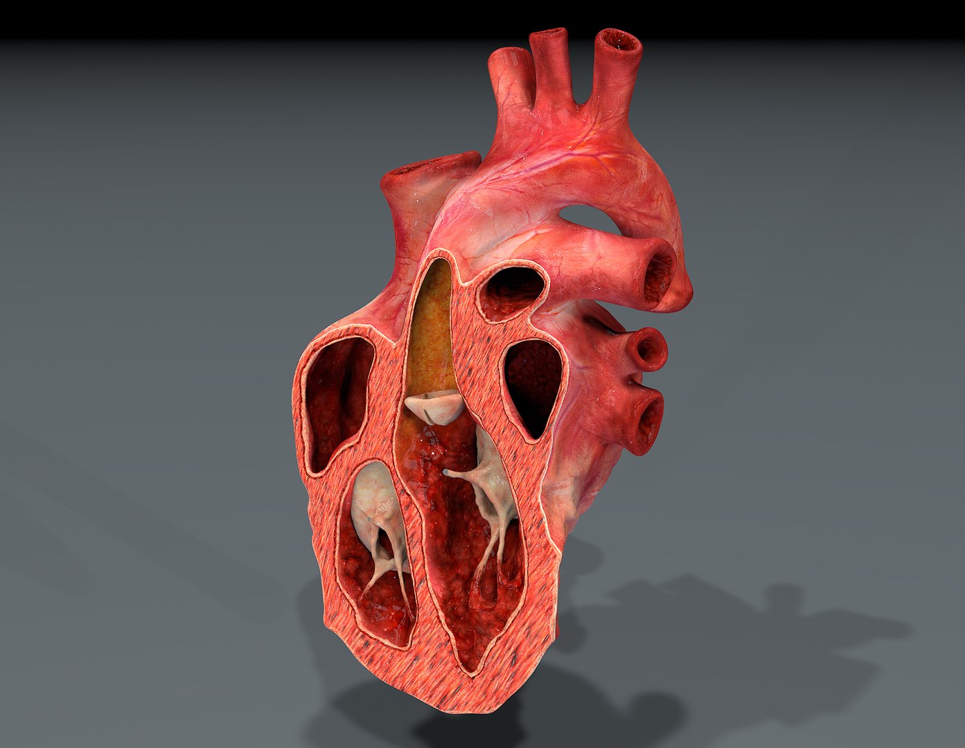 Open Heart 3D Model - TurboSquid 1408915