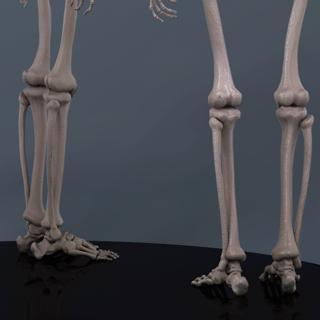 Realistic Human Skeleton 3D Model - TurboSquid 1220440