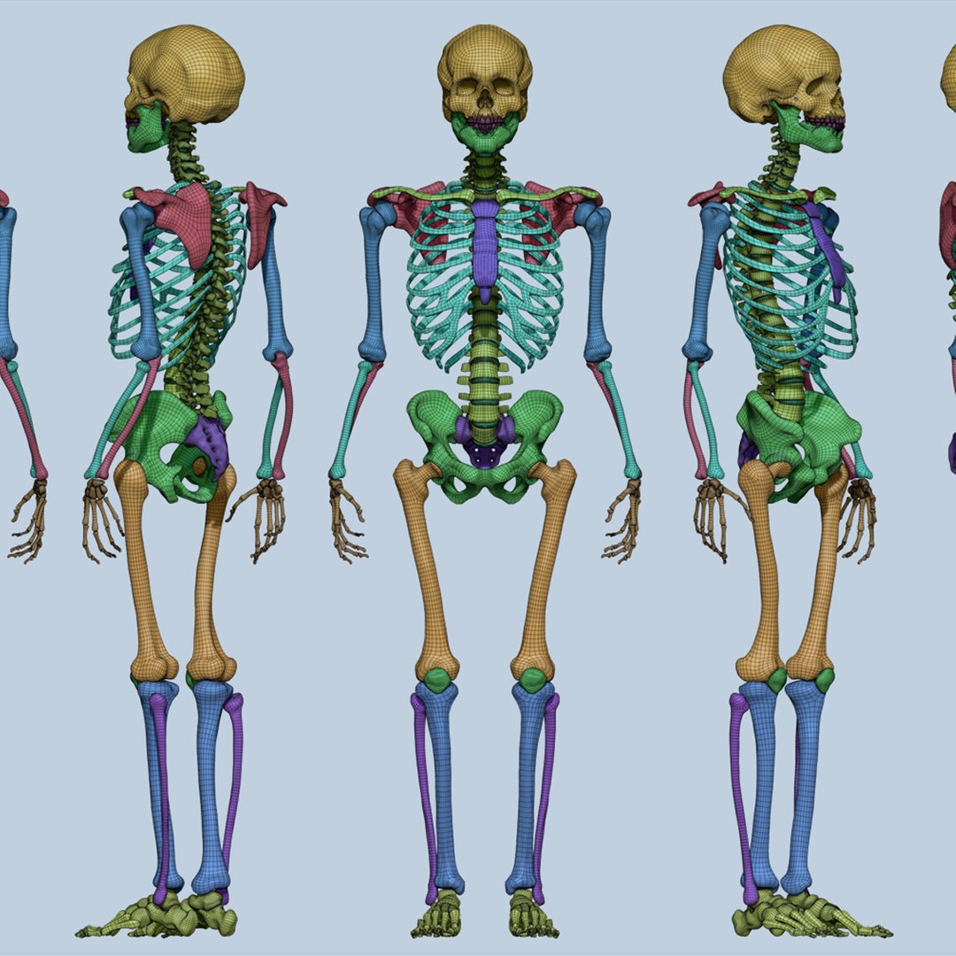 Realistic Human Skeleton 3D Model - TurboSquid 1220440