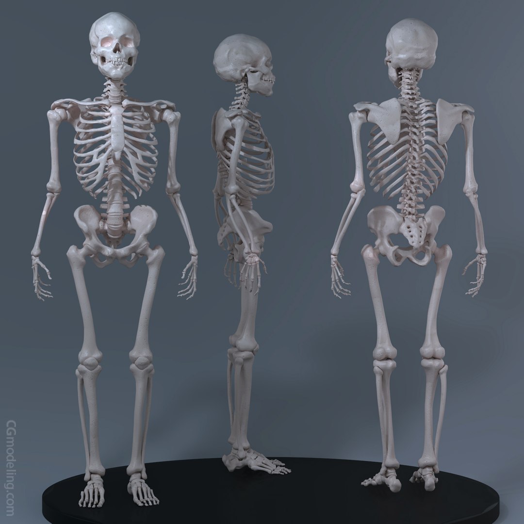 Realistic Human Skeleton 3D Model - TurboSquid 1220440