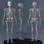 Realistic Human Skeleton 3D Model - TurboSquid 1220440