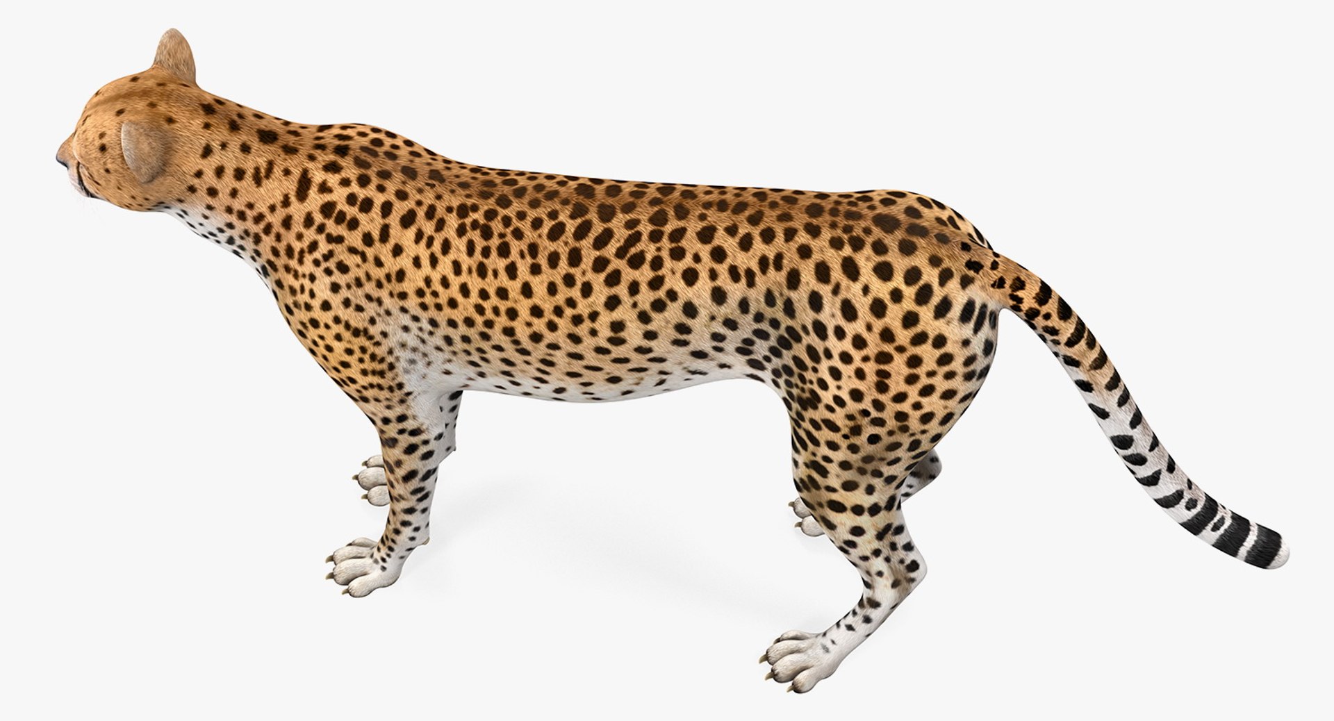 3D Cheetah African Feline - TurboSquid 1393894