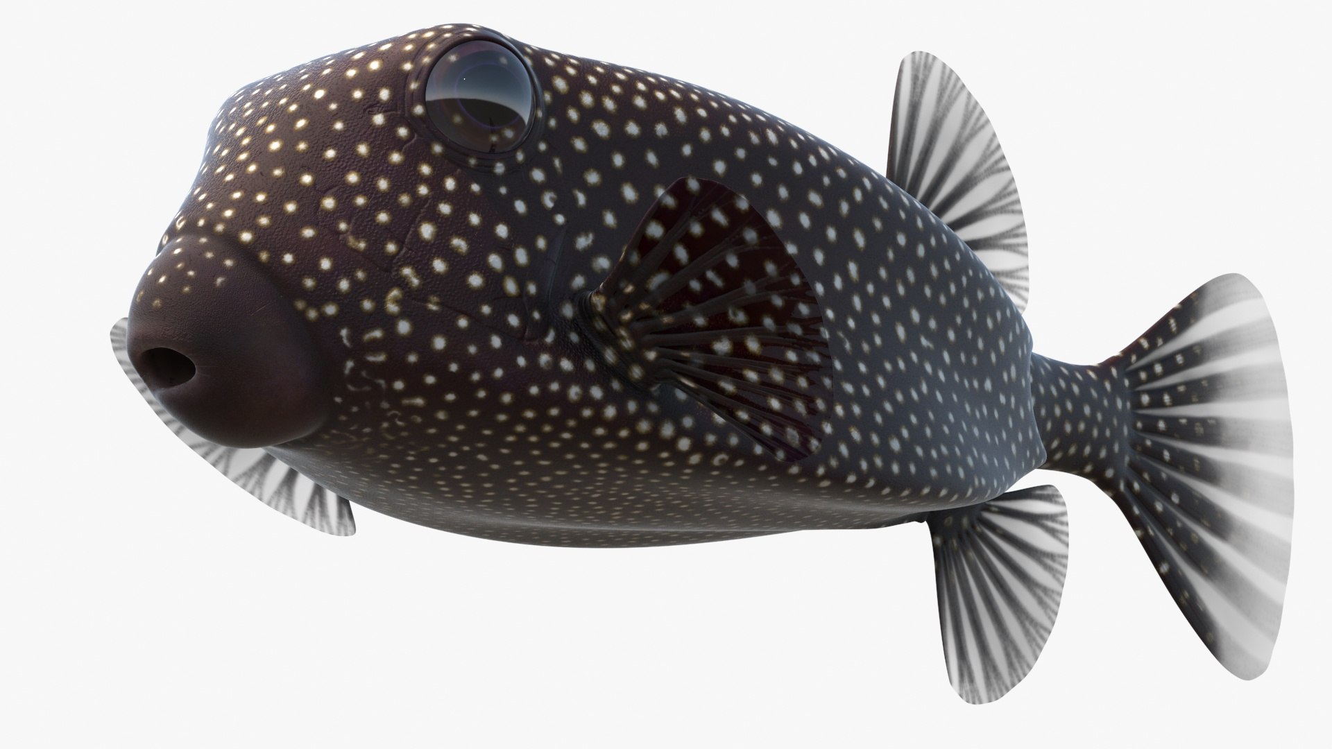 Ostracion Meleagris Fish Brown 3D - TurboSquid 2307925