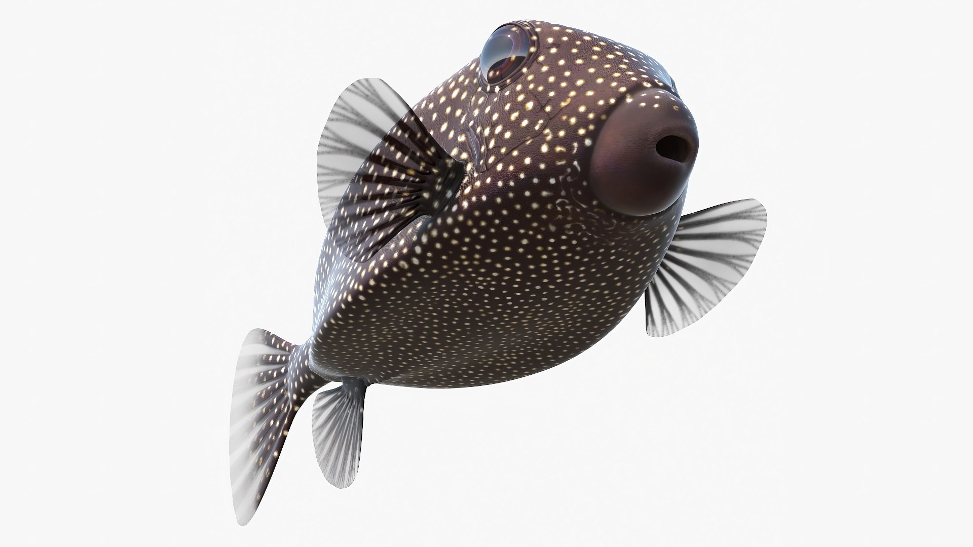 Ostracion Meleagris Fish Brown 3D - TurboSquid 2307925