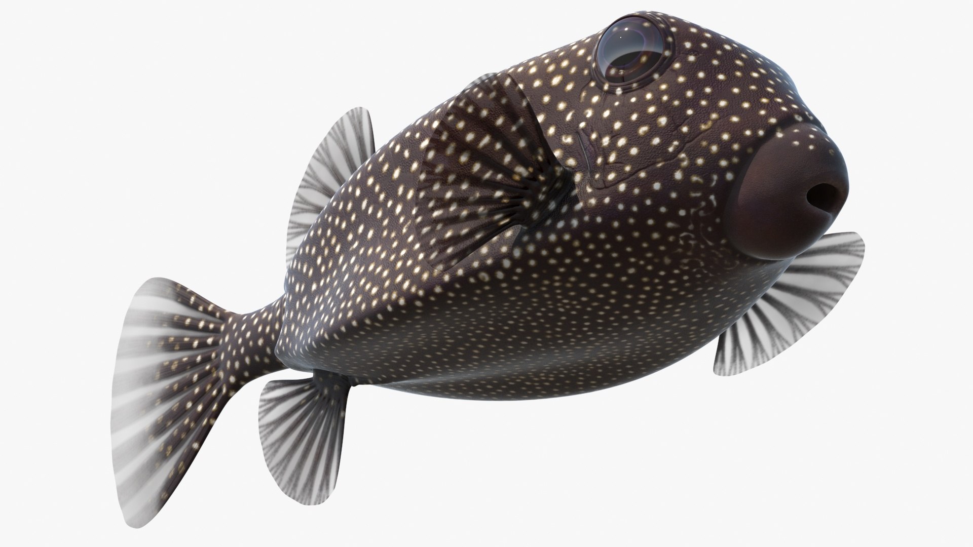 Ostracion Meleagris Fish Brown 3D - TurboSquid 2307925