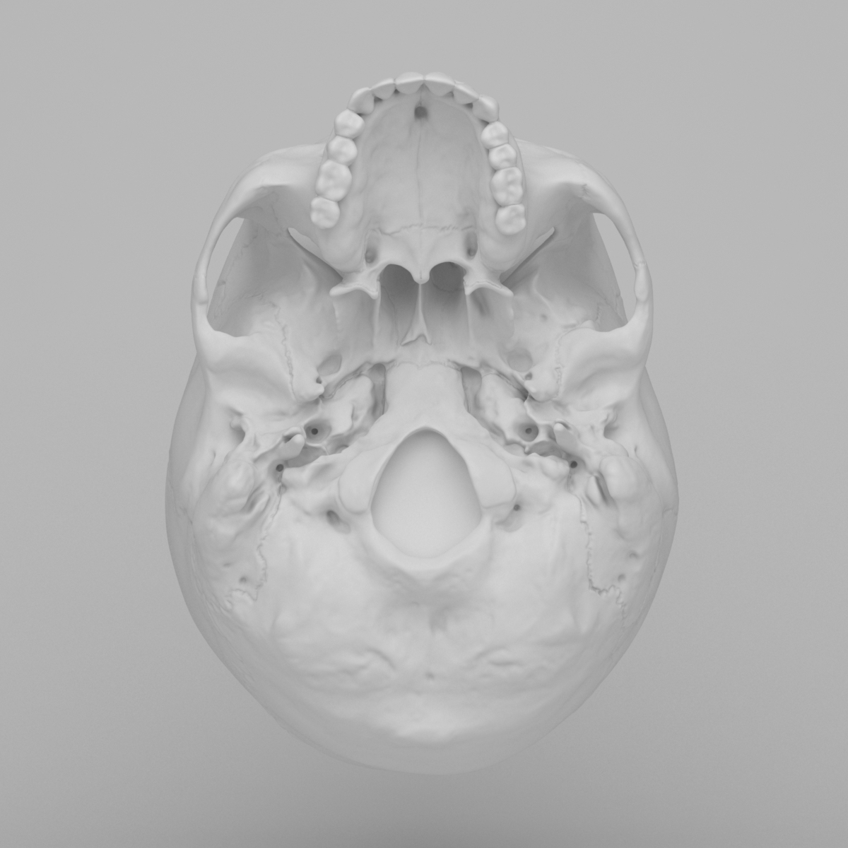 scan human skull jaw 3d model