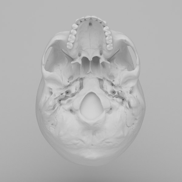 scan human skull jaw 3d model