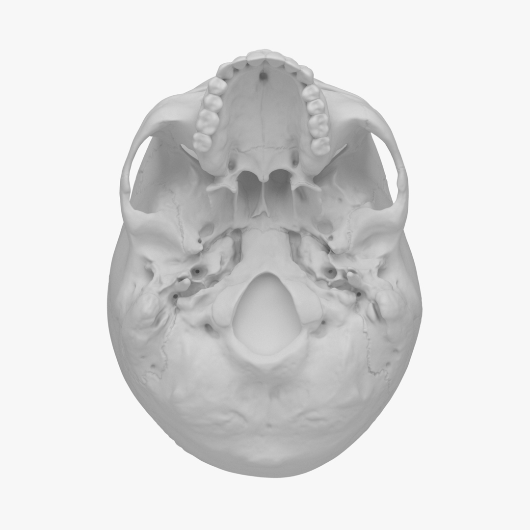 Scan Human Skull Jaw 3d Model