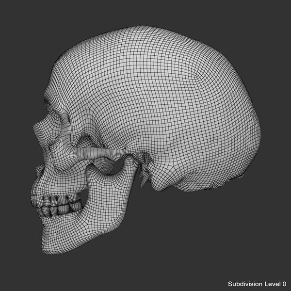 scan human skull jaw 3d model
