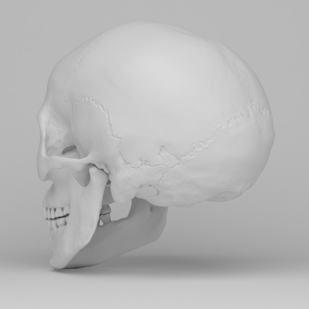 Scan Human Skull Jaw 3d Model