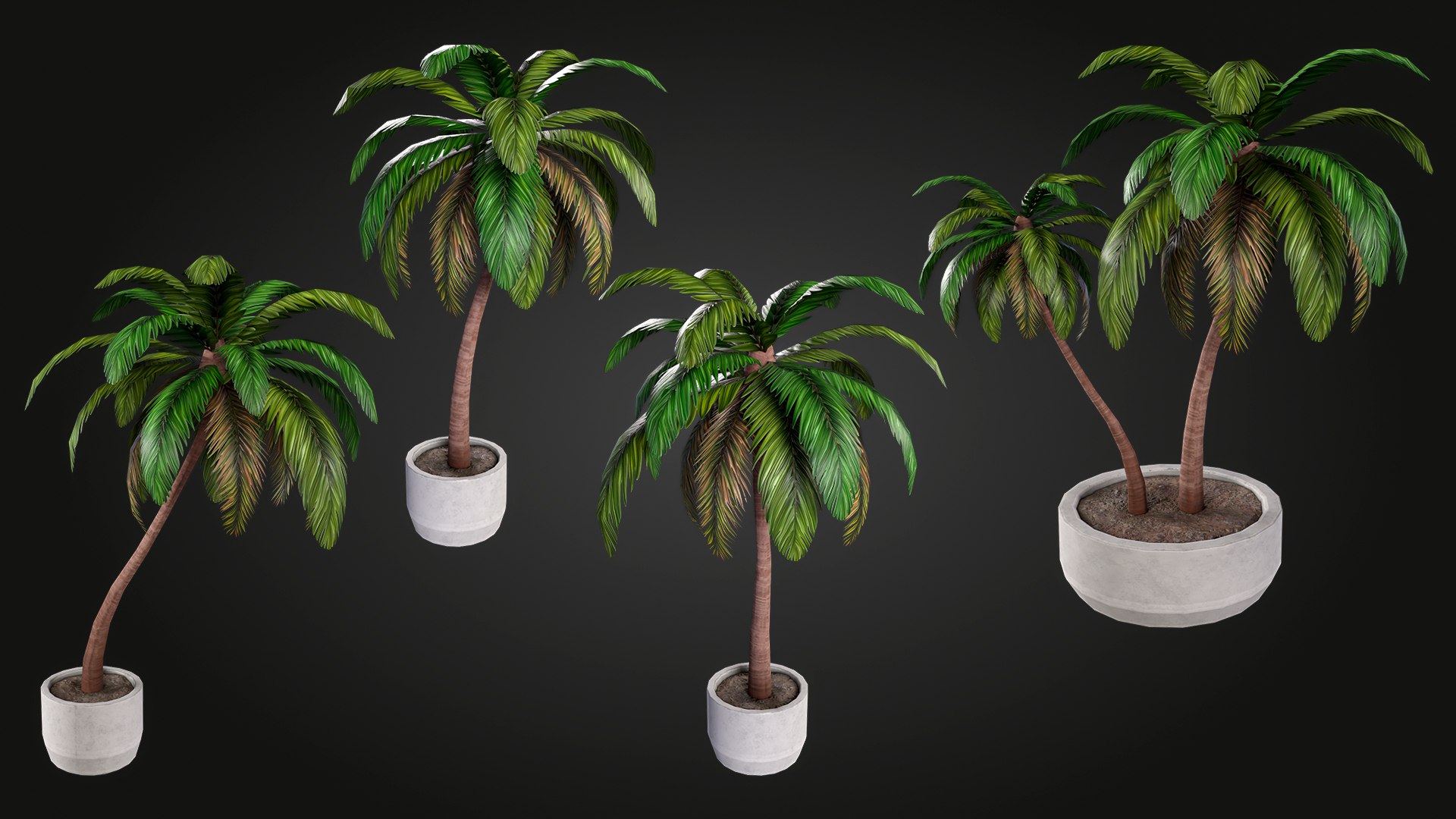 Palm 3D Model - TurboSquid 2411695