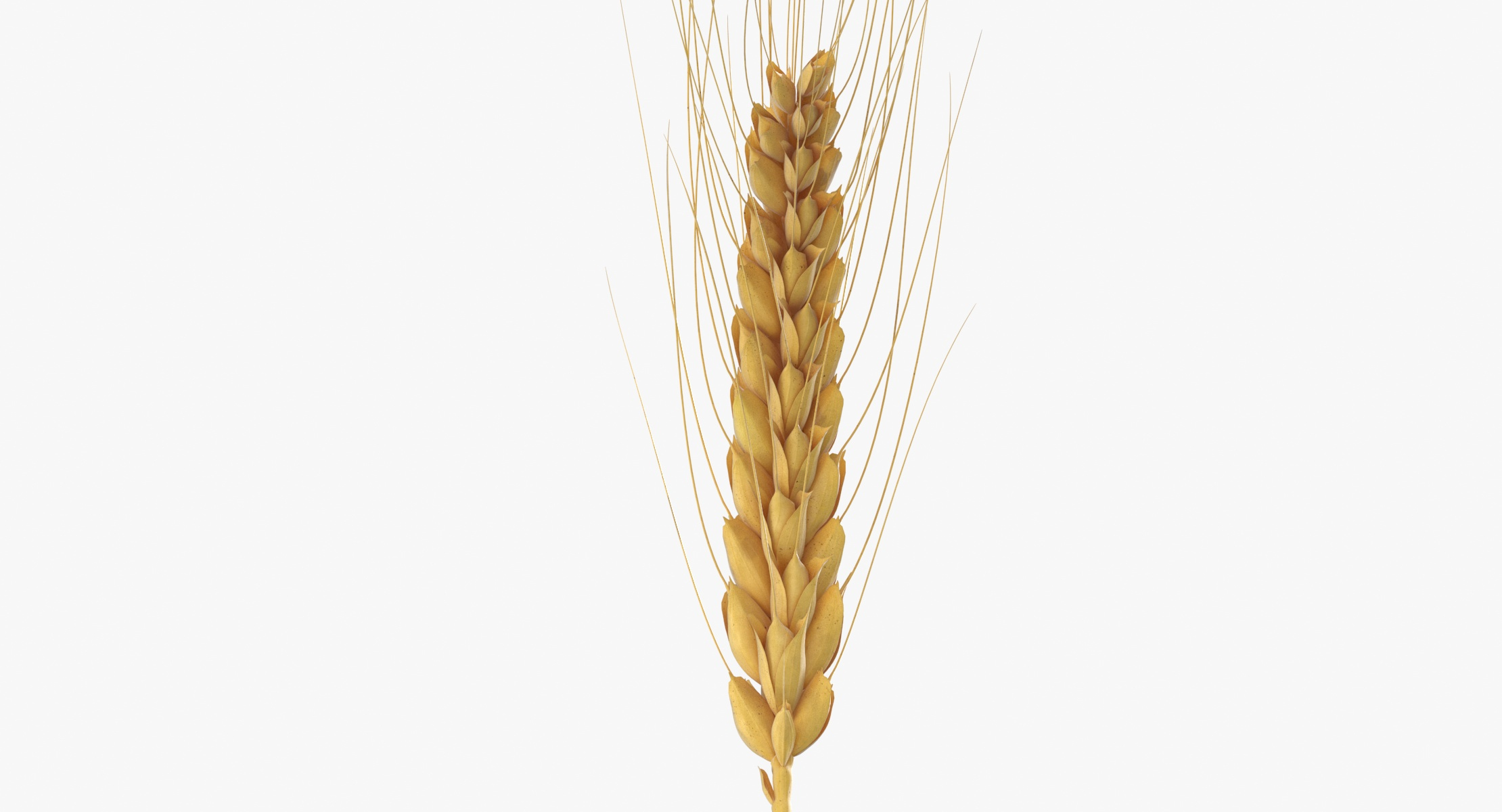 3D wheat branch 01 - TurboSquid 1695544