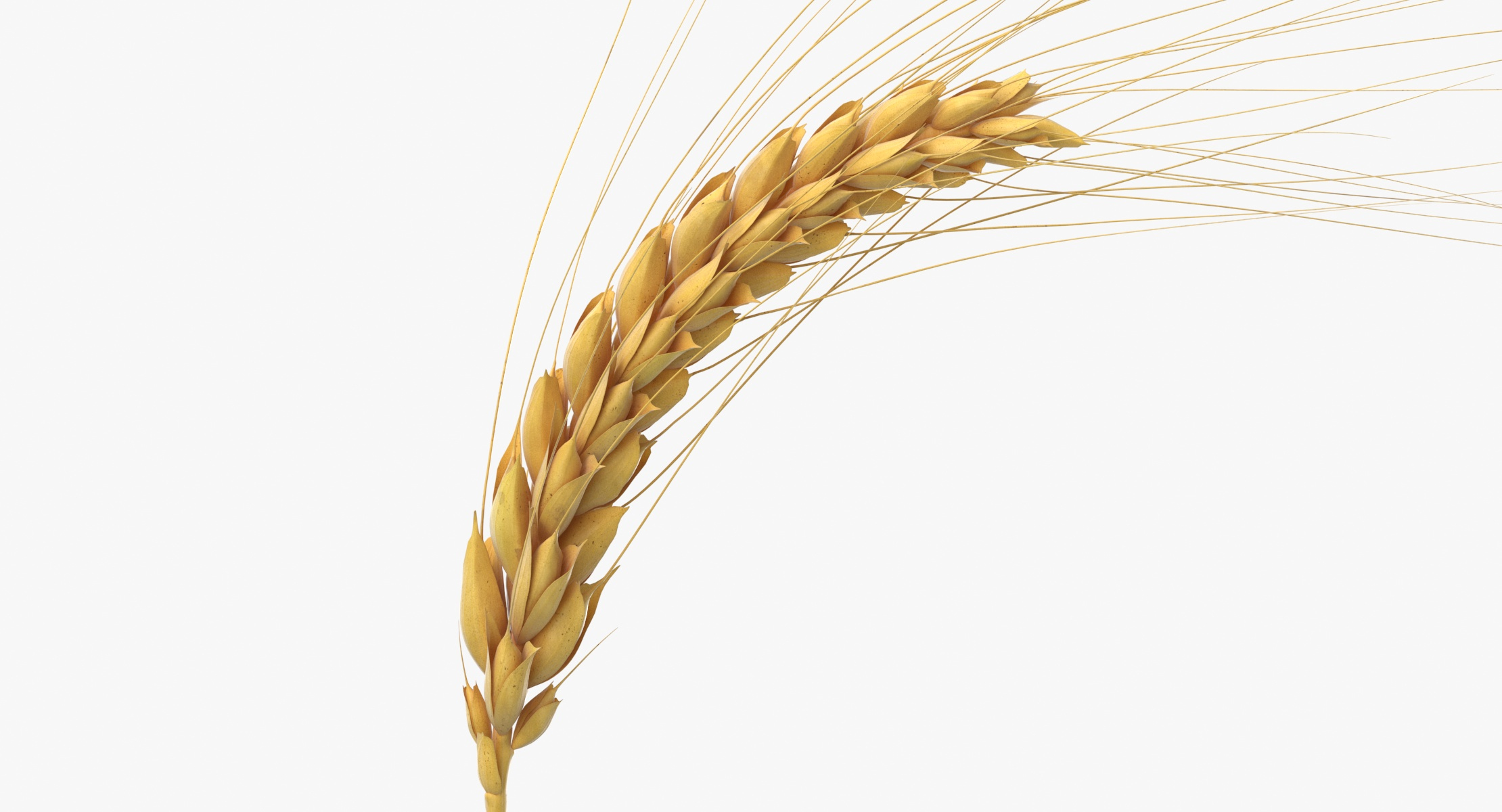 3D wheat branch 01 - TurboSquid 1695544