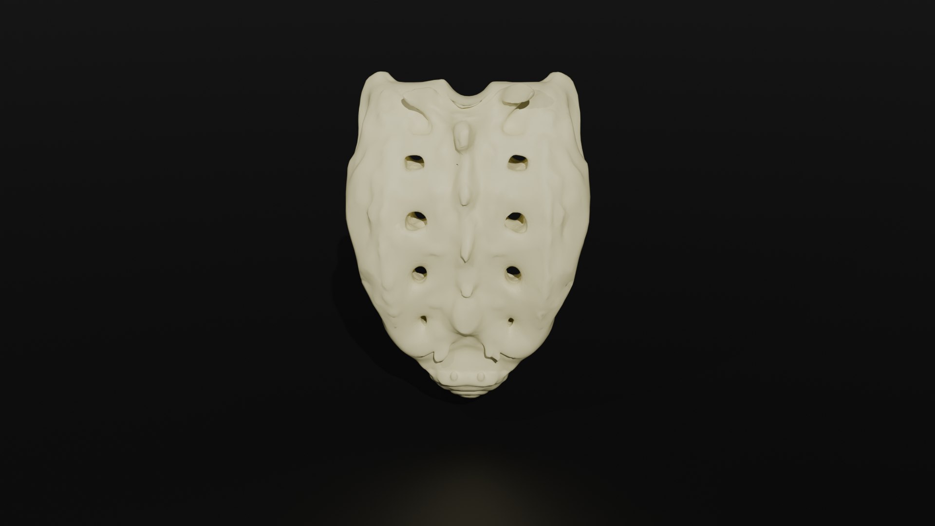 3D Os Sacrum - TurboSquid 2337346